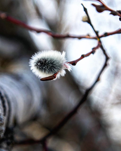 Pflanze Blume Zweig - Kostenloses Foto auf Pixabay - Pixabay