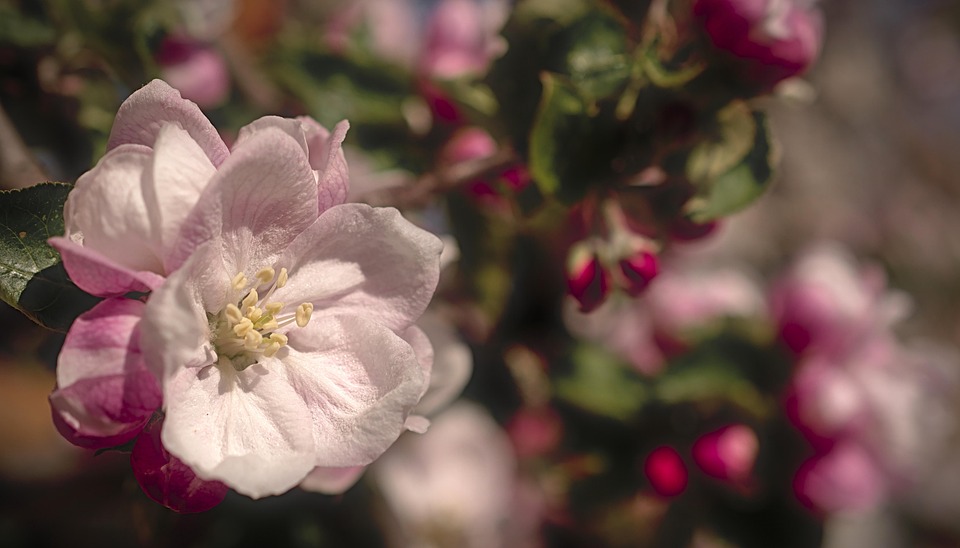 Apple Blossom Tree - Free photo on Pixabay