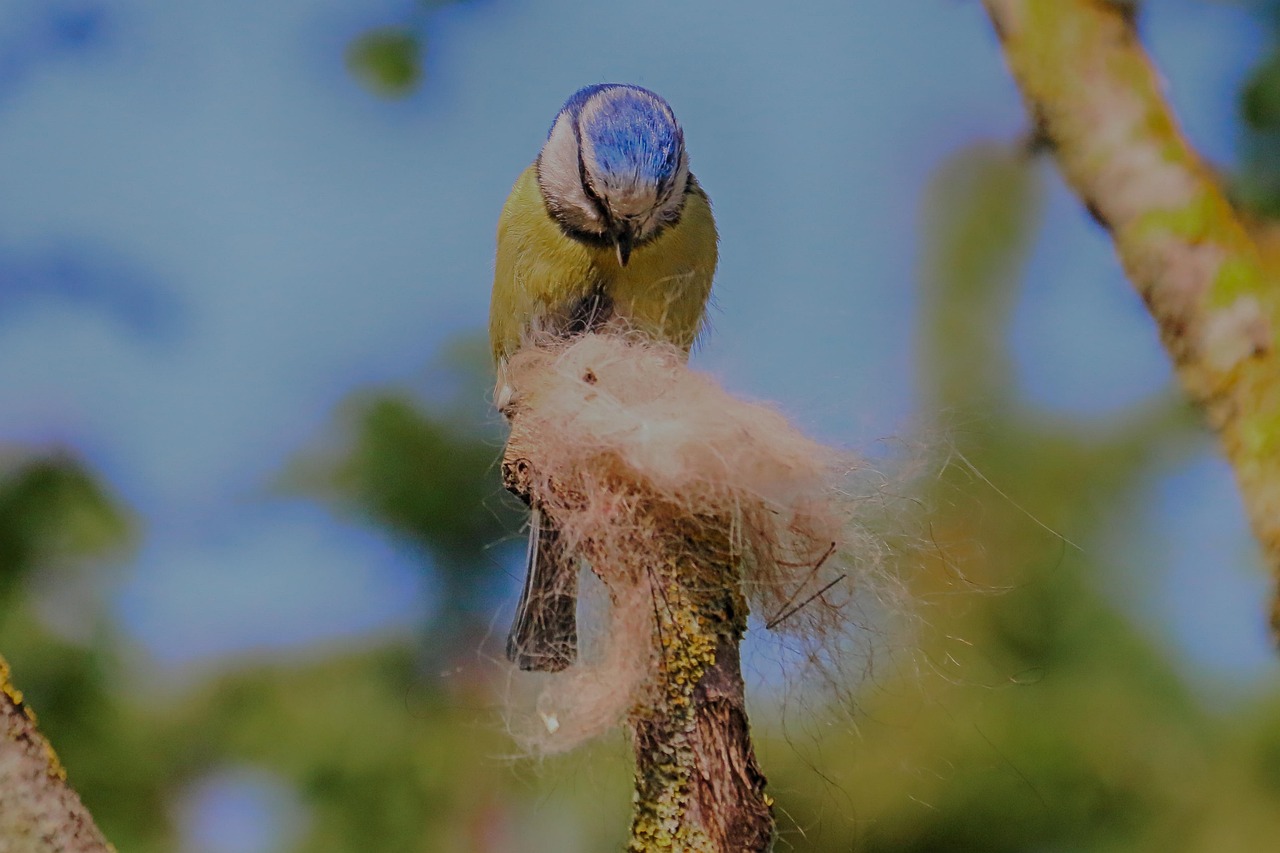 Nest Nesting Preperation - Free photo on Pixabay