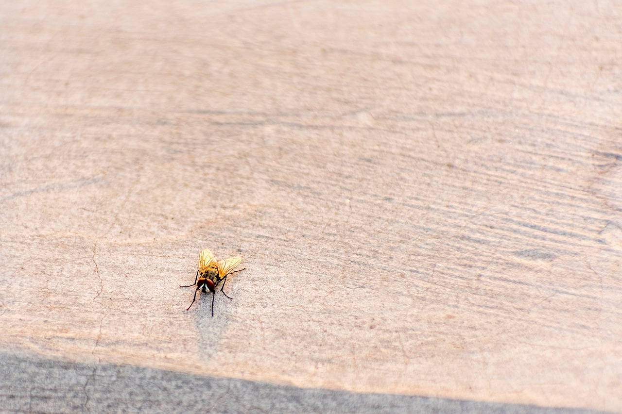 House Fly Bug - Free photo on Pixabay - Pixabay