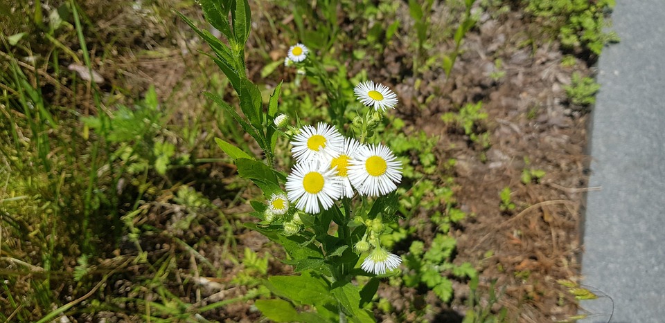 Daisy Flower Wildflower - Free photo on Pixabay - Pixabay