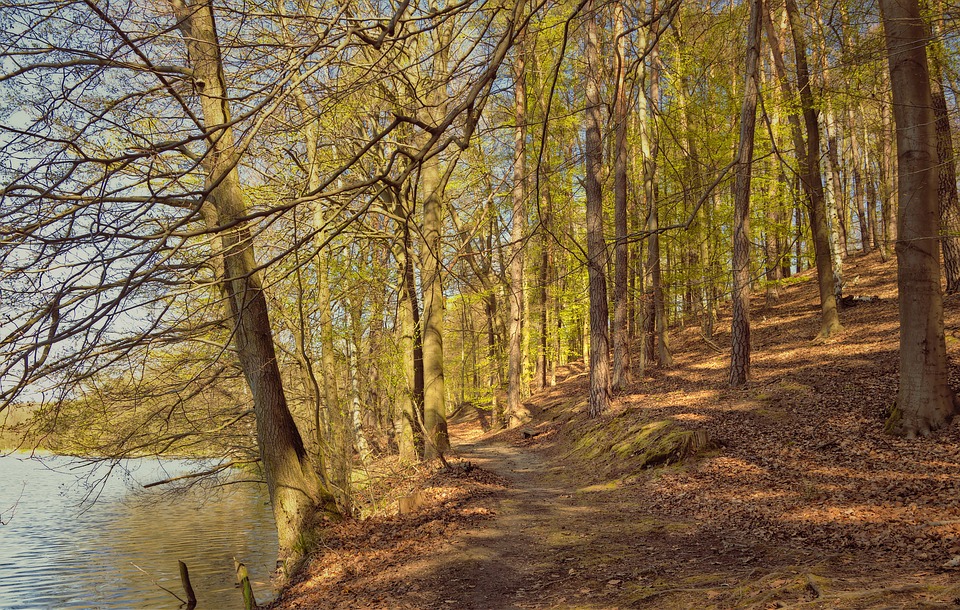 Wald Waldweg Wanderweg - Kostenloses Foto auf Pixabay