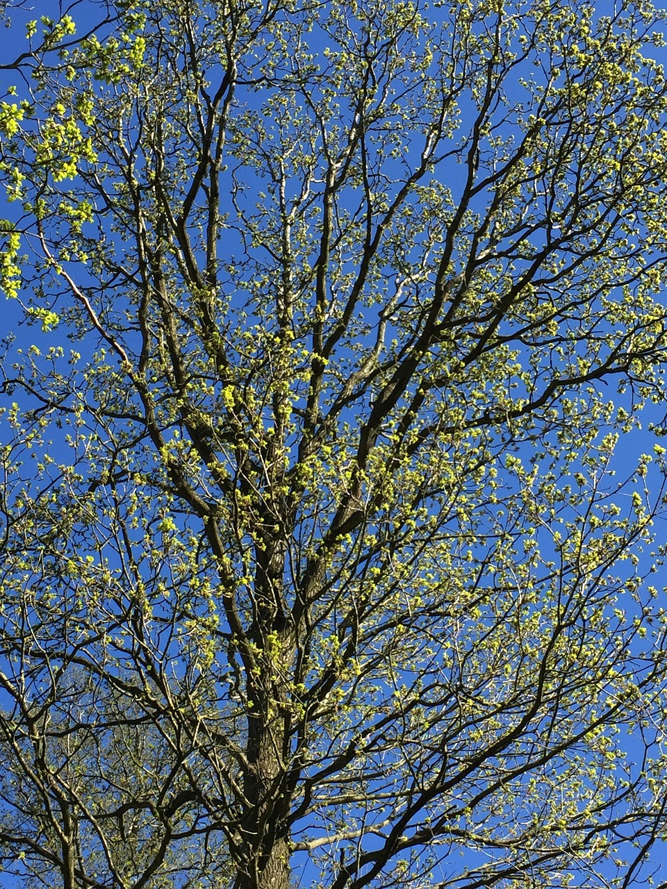 Primavera Árvore Udsprungen - Foto gratuita no Pixabay - Pixabay