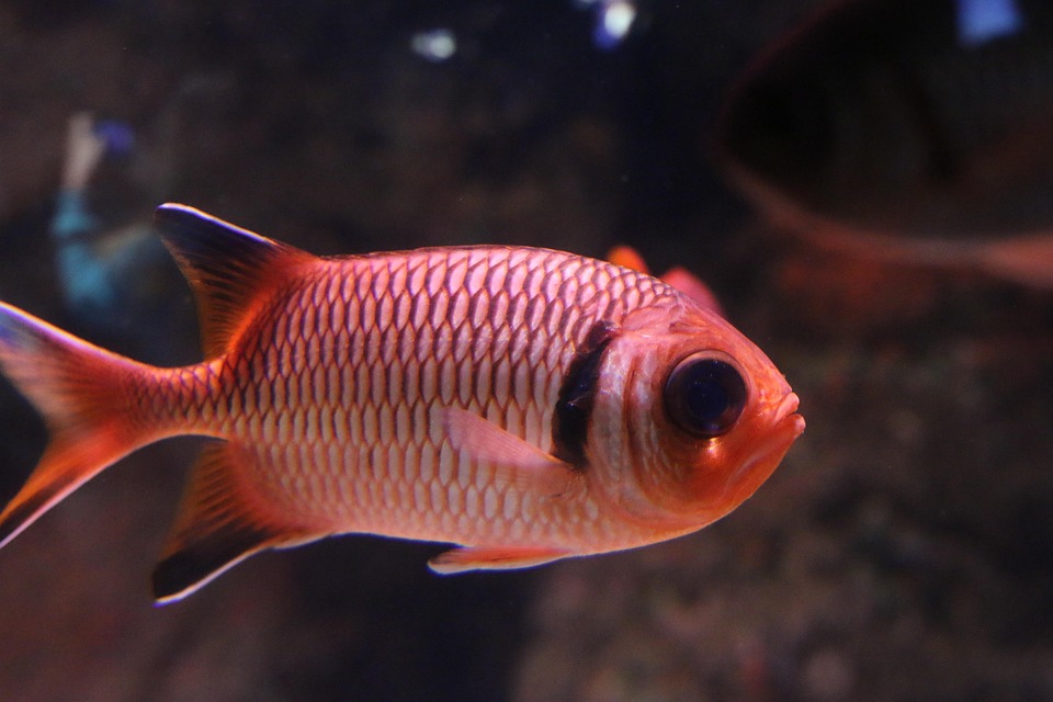 Pez Acuario Rojo - Foto gratis en Pixabay - Pixabay