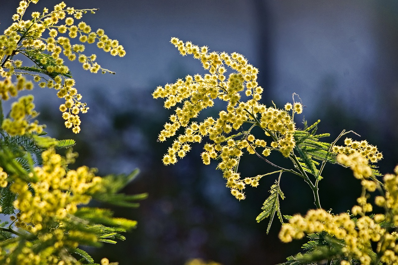 300+ Free Mimosa & Nature Images - Pixabay