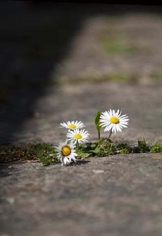 70+ Free Perseverance & Persevere Images