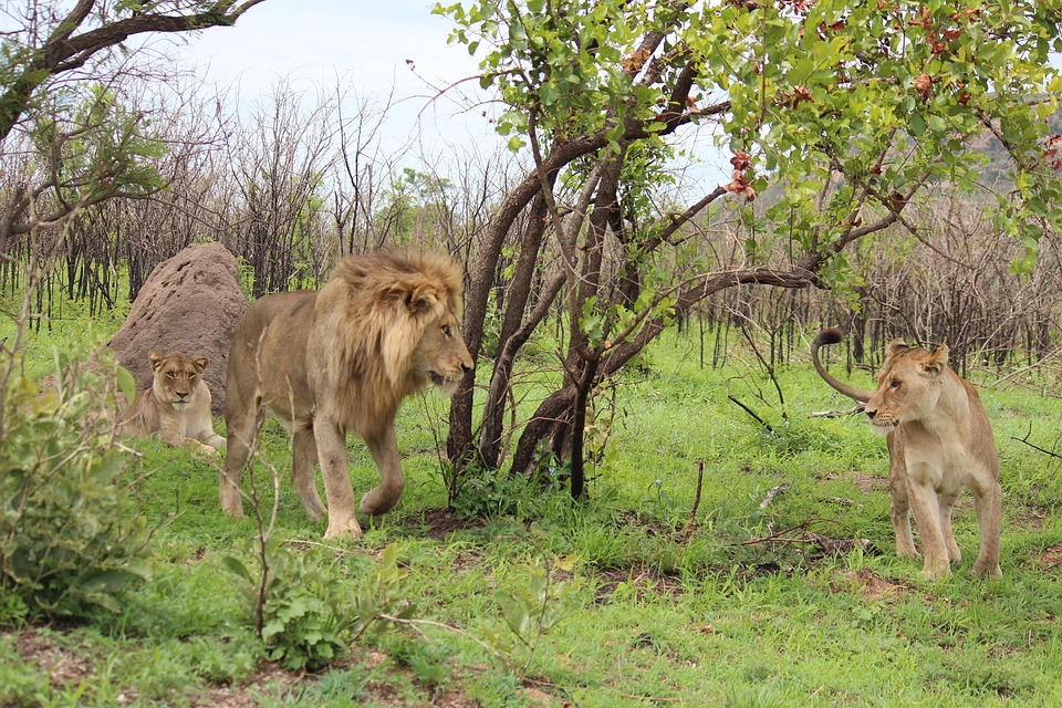 Lions Wild Safari - Free photo on Pixabay