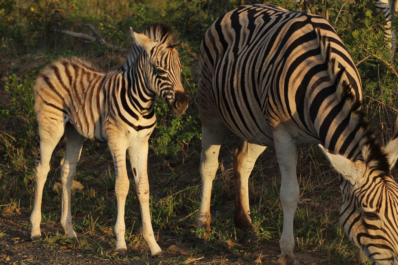 Zebra África Do Sul - Foto gratuita no Pixabay - Pixabay