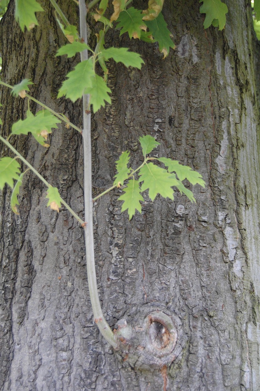 Tree Branch - Free photo on Pixabay - Pixabay
