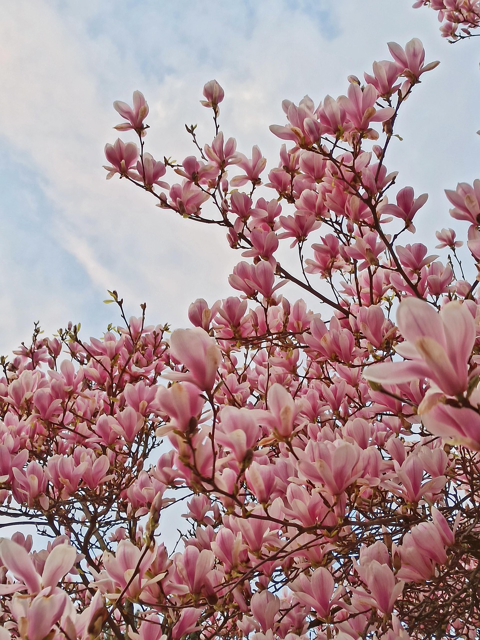 Magnolia Spring Nature - Free photo on Pixabay