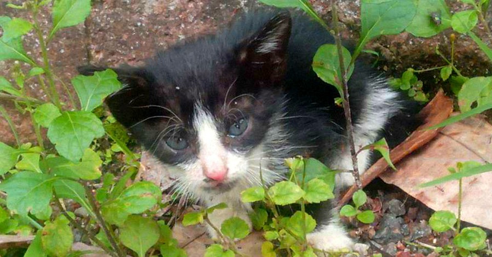 Cat Gatto In Bellissimo - Foto gratis su Pixabay