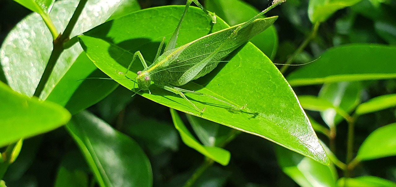 Leaf Inseto Verde - Foto gratuita no Pixabay - Pixabay