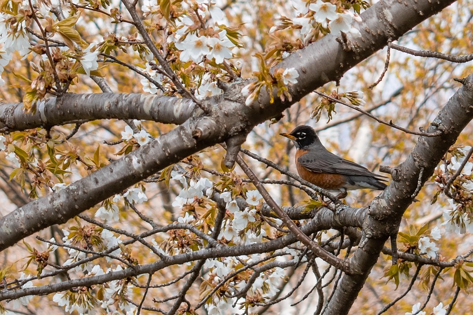 American Robin Cherry - Free photo on Pixabay