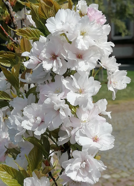 Spring Blossom Tree Nature - Free photo on Pixabay - Pixabay