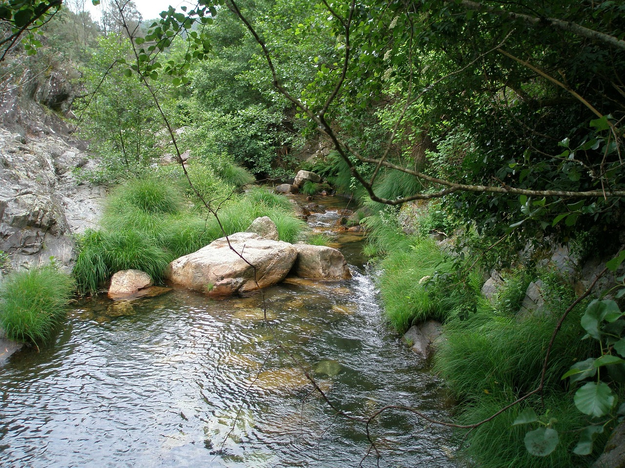 En La Naturaleza Pura El Entorno - Foto gratis en Pixabay - Pixabay