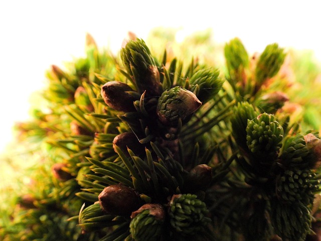 Abeto Árbol Aguja - Foto gratis en Pixabay - Pixabay