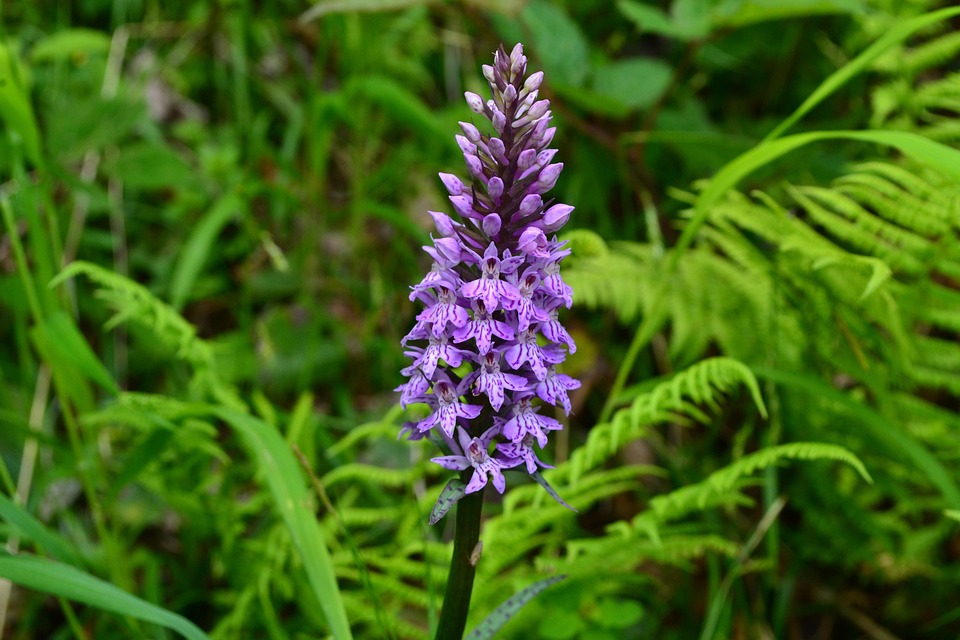 Common Spotted Orchid Alps - Free photo on Pixabay