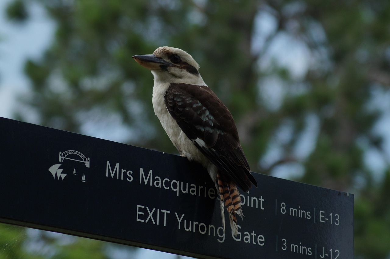 Bird Kookaburra Sign - Free photo on Pixabay