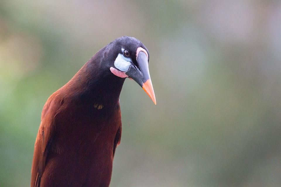 Oropendola Bird Costa Rica - Free photo on Pixabay - Pixabay