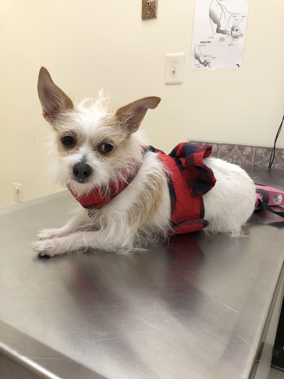 Puppy Chihuahua Veterinarian - Free photo on Pixabay - Pixabay