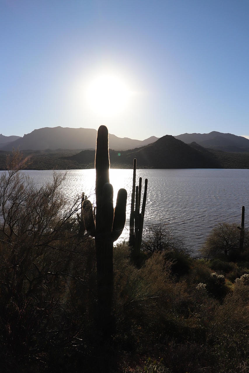 Cactus Lever Du Soleil Arizona - Photo gratuite sur Pixabay