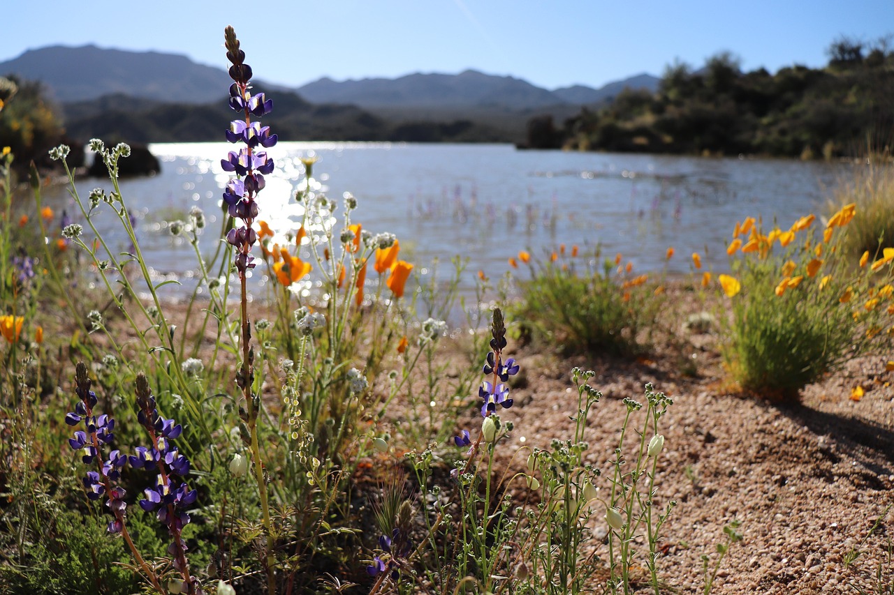 Arizona Lake Nature - Free photo on Pixabay - Pixabay