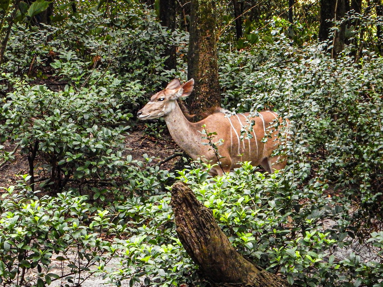Cervo Veado Gazela - Foto gratuita no Pixabay - Pixabay