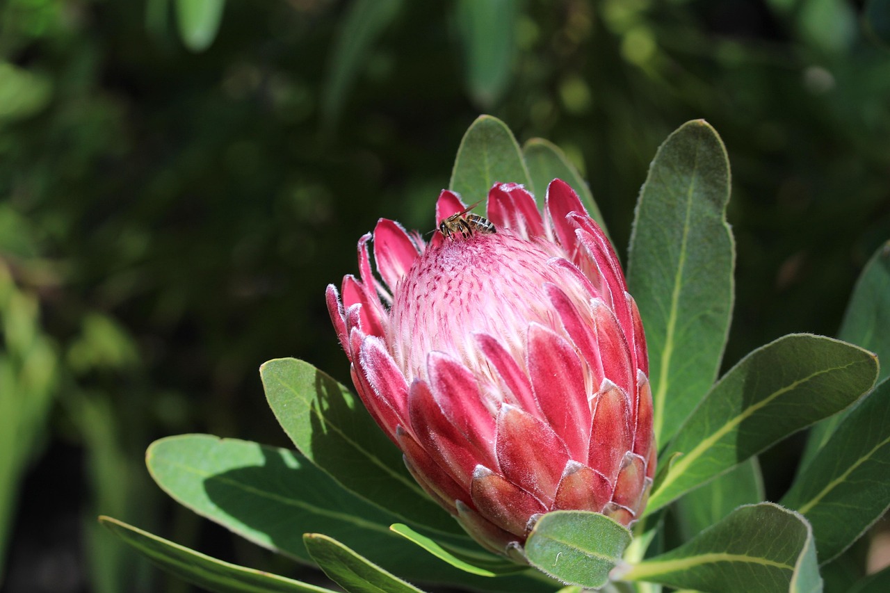 60,000+ Free Protea Flower & Nature Images - Pixabay