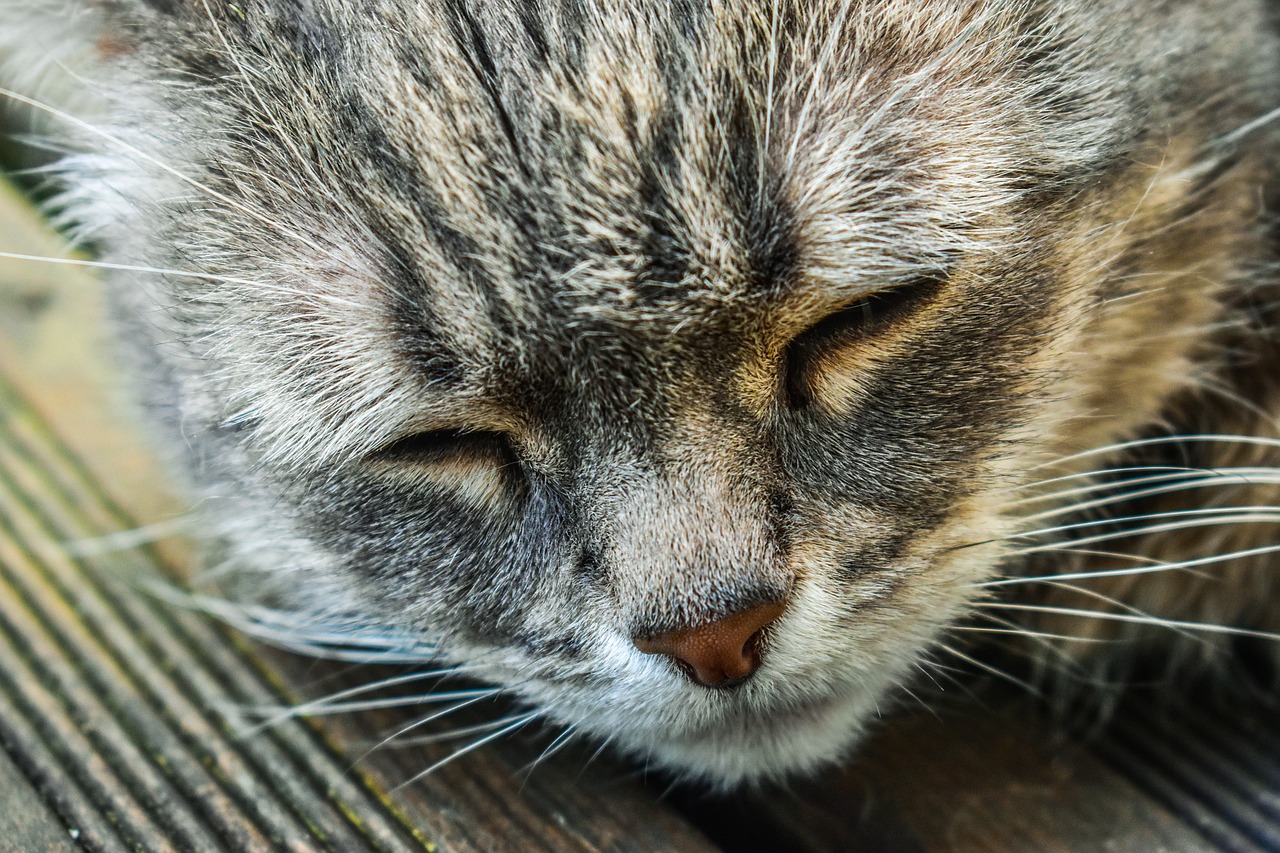 Dier Katachtige Kat - Gratis foto op Pixabay - Pixabay