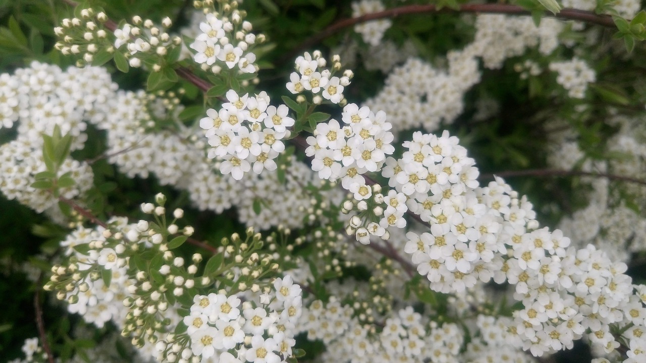 30+ Free Mayday Mayday & Nature Images - Pixabay