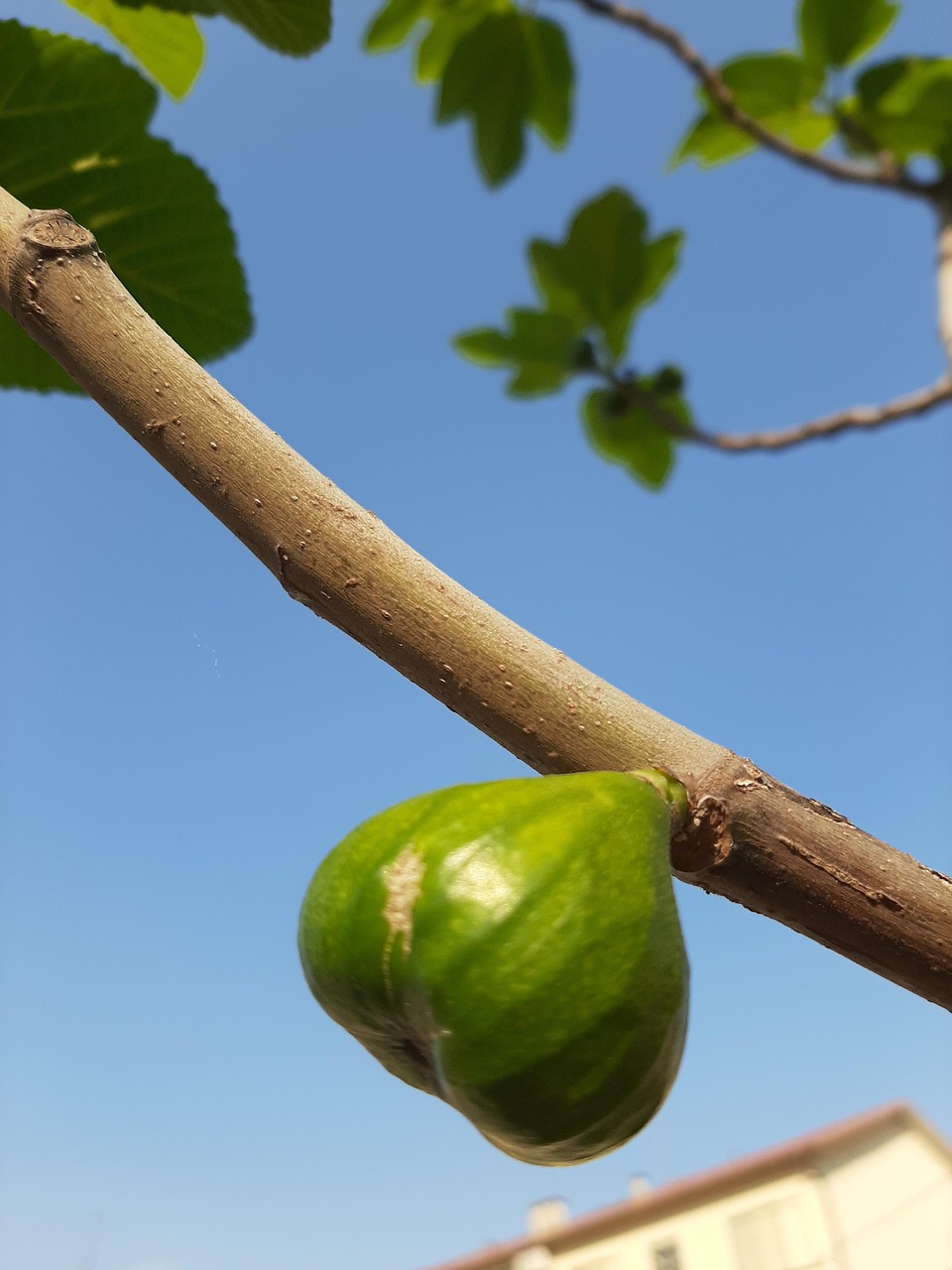 Fig Fruit Free Photo On Pixabay Pixabay
