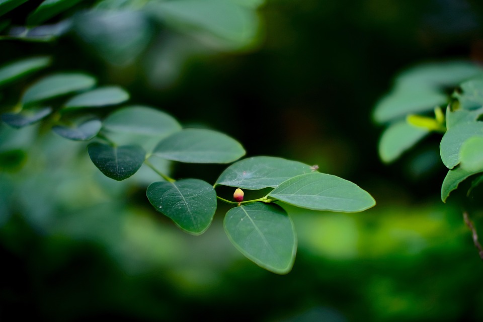 Green Of Nature The Wild Plants - Free photo on Pixabay - Pixabay
