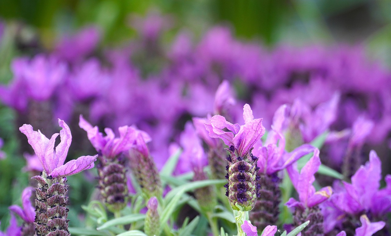 40,000+ Free Lavender-Purple & Lavender Images - Pixabay