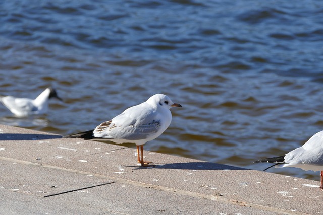 Gull Riverbank - Free photo on Pixabay - Pixabay