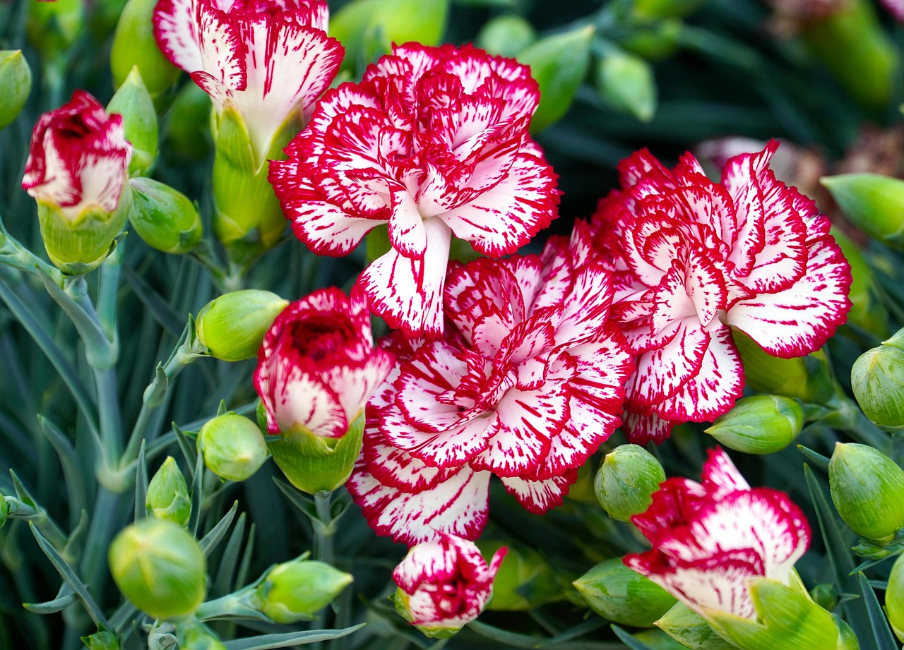 Cloves Blossom Bloom - Free photo on Pixabay - Pixabay