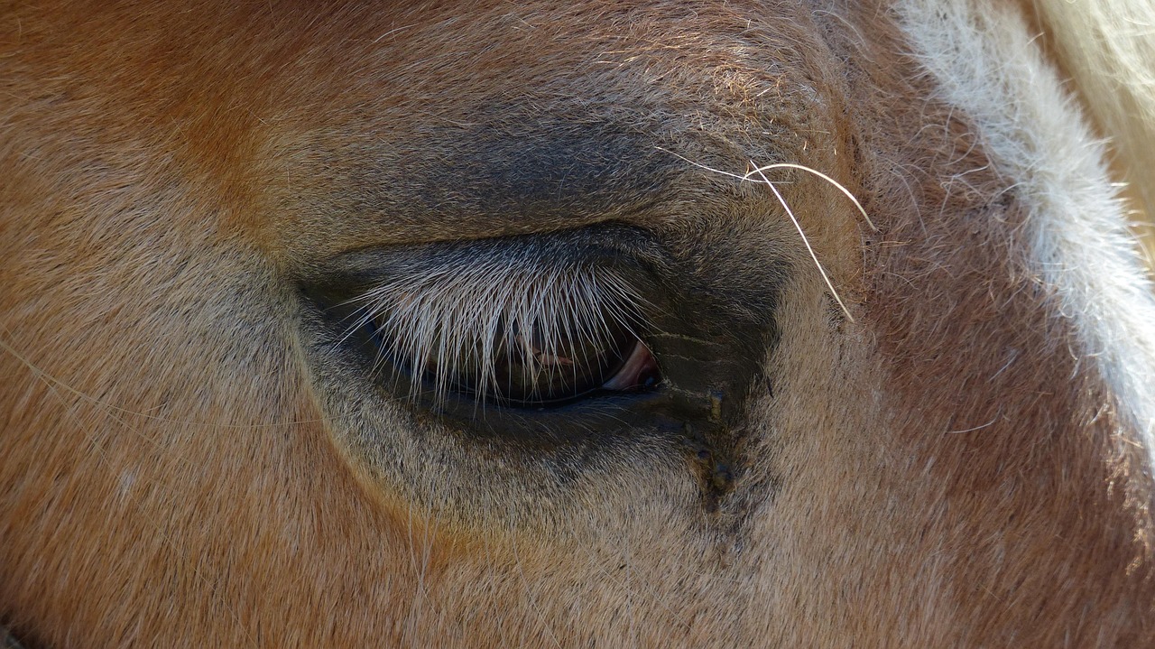 Cheval Œil Animal - Photo gratuite sur Pixabay - Pixabay
