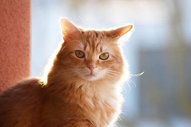 Chat Roux Félin - Photo gratuite sur Pixabay