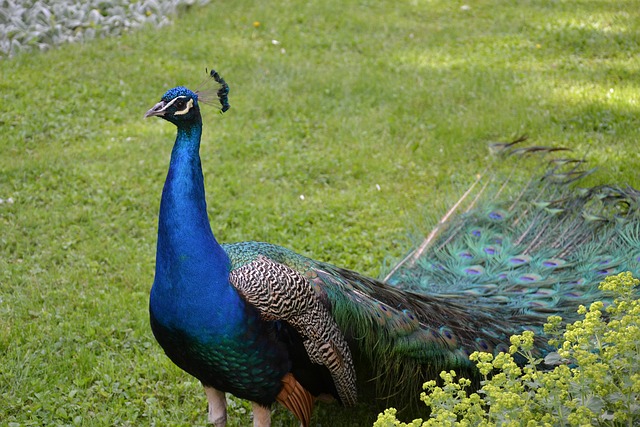 Paon Animal - Photo gratuite sur Pixabay - Pixabay