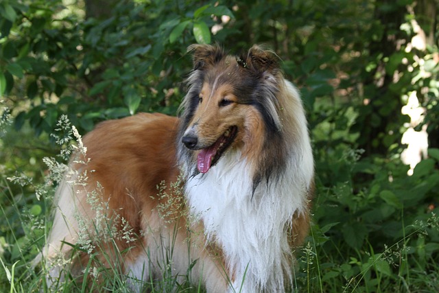 Chien De Berger Animaux - Photo gratuite sur Pixabay - Pixabay