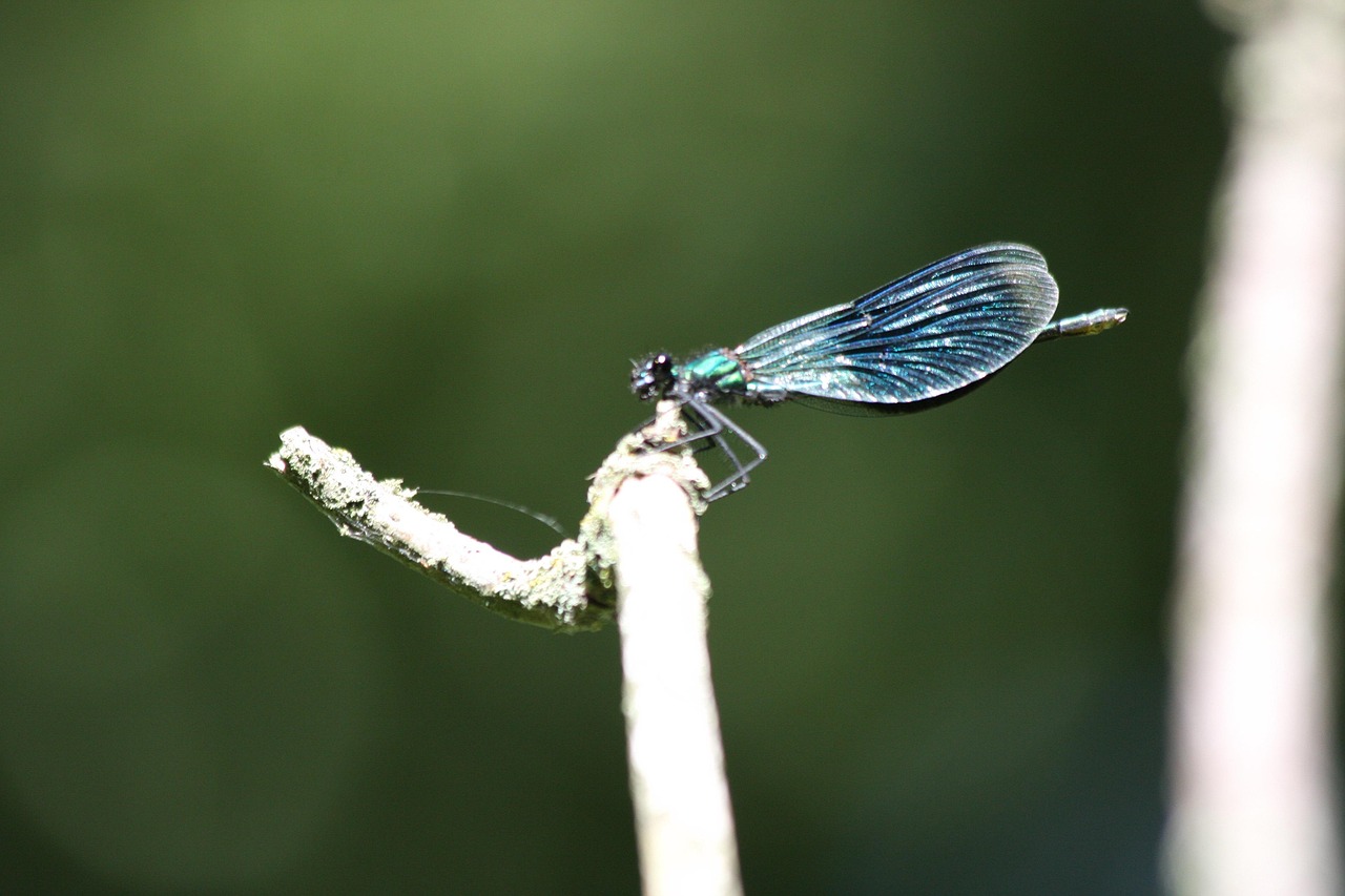 Insecte Libellule Fermer - Photo gratuite sur Pixabay - Pixabay