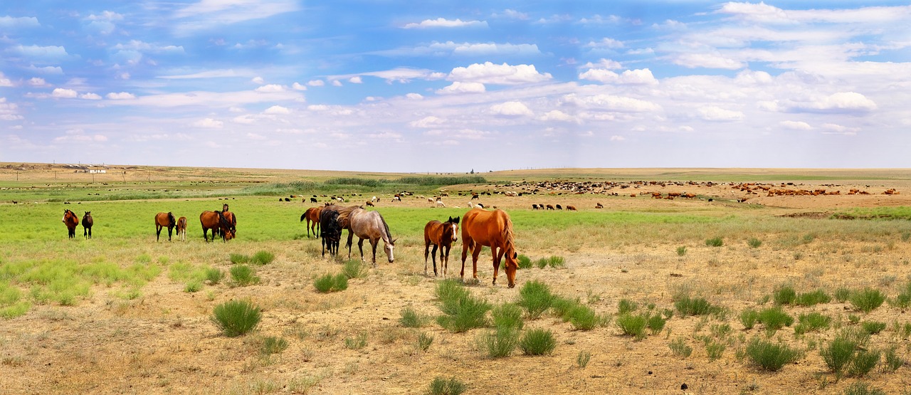Más de 800 imágenes gratis de Estepa y Naturaleza - Pixabay