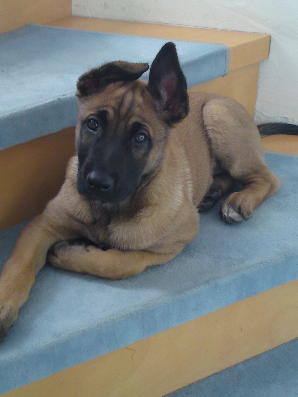 Puppy Malinois - Free photo on Pixabay - Pixabay