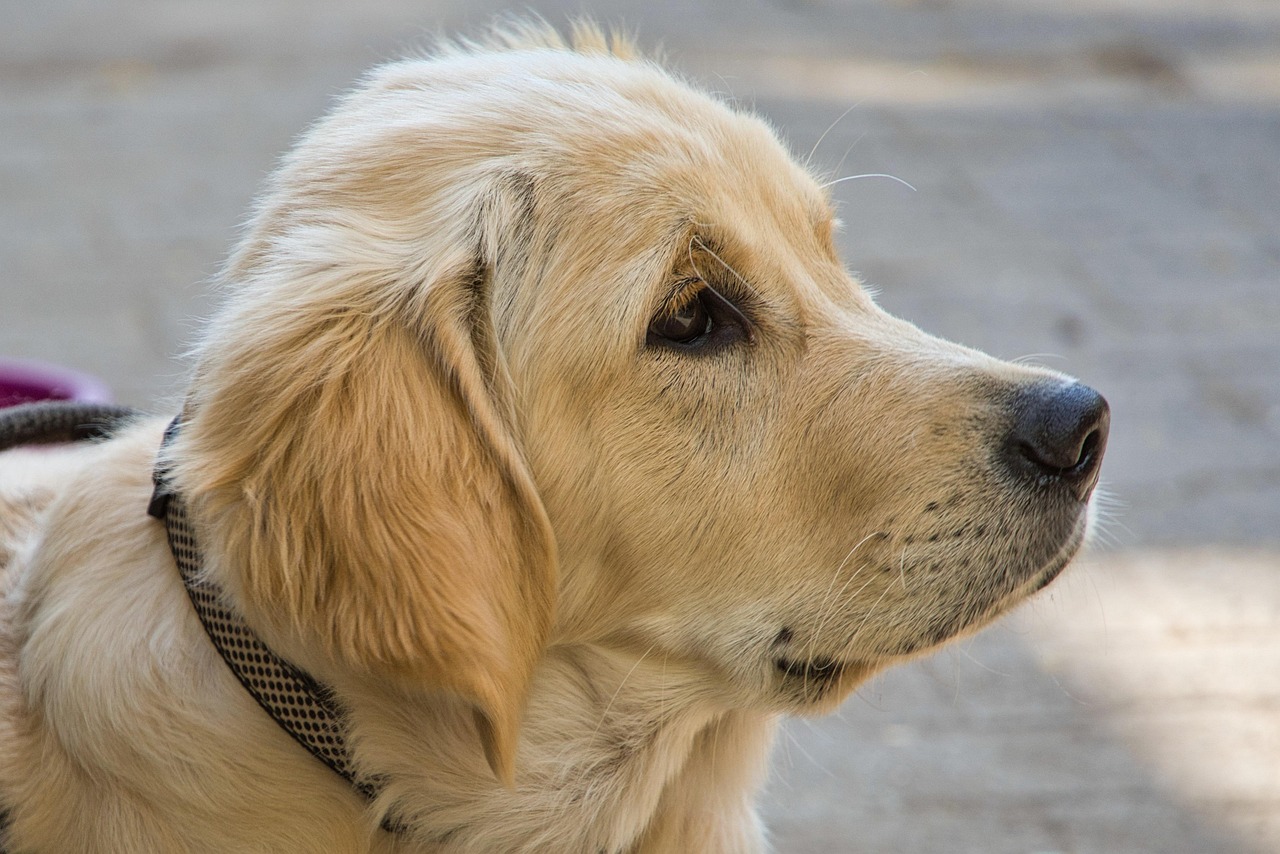 Golden Retriever Chien Chiot - Photo gratuite sur Pixabay - Pixabay