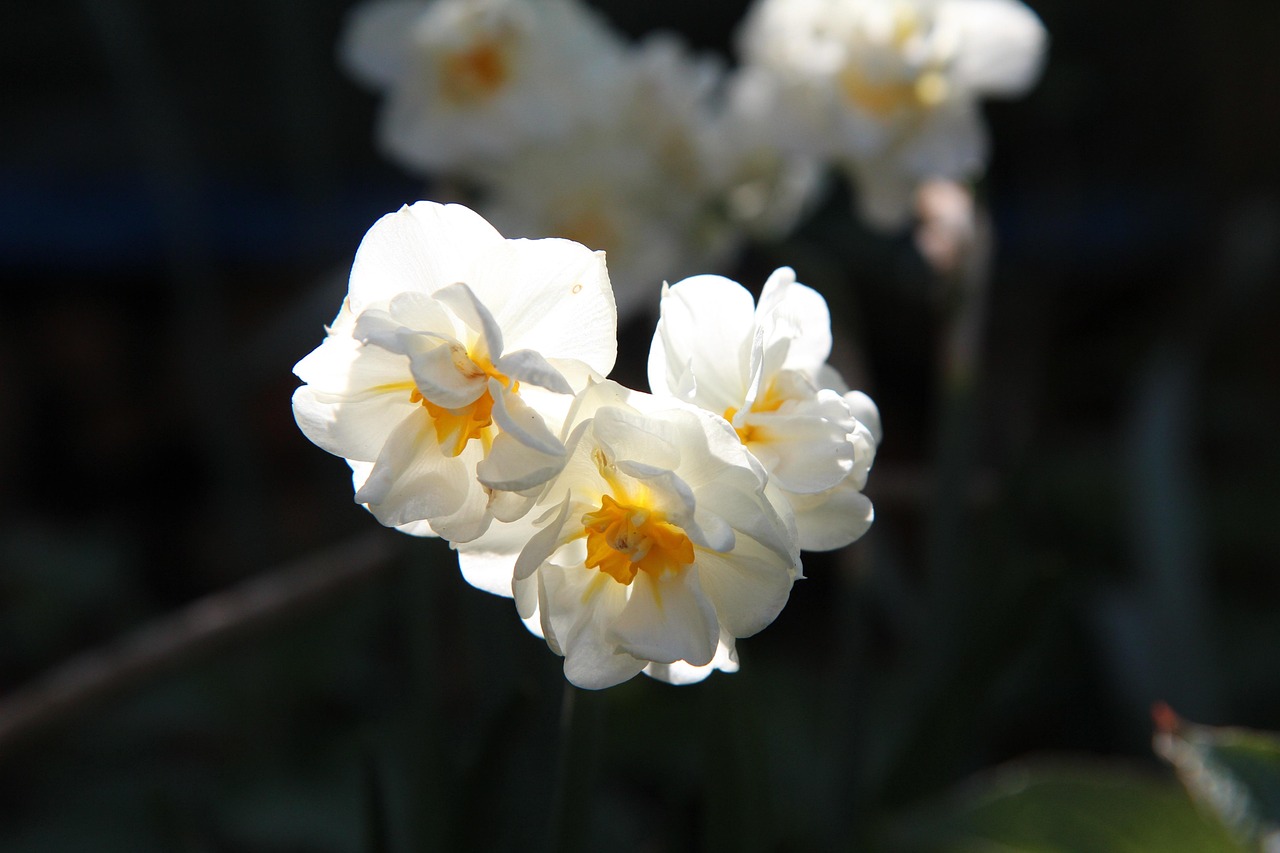Bakung Narsisis Narcissus Wangi - Foto gratis di Pixabay - Pixabay