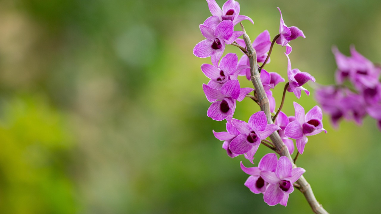50+ Free Orquideas & Orchid Photos - Pixabay