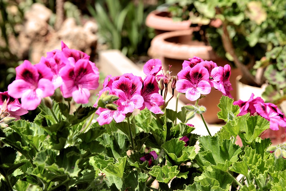 Sardinia Geranium Herb - Free photo on Pixabay
