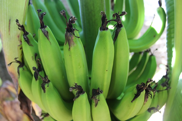 La Banane Verte Fruit Exotique - Photo gratuite sur Pixabay - Pixabay