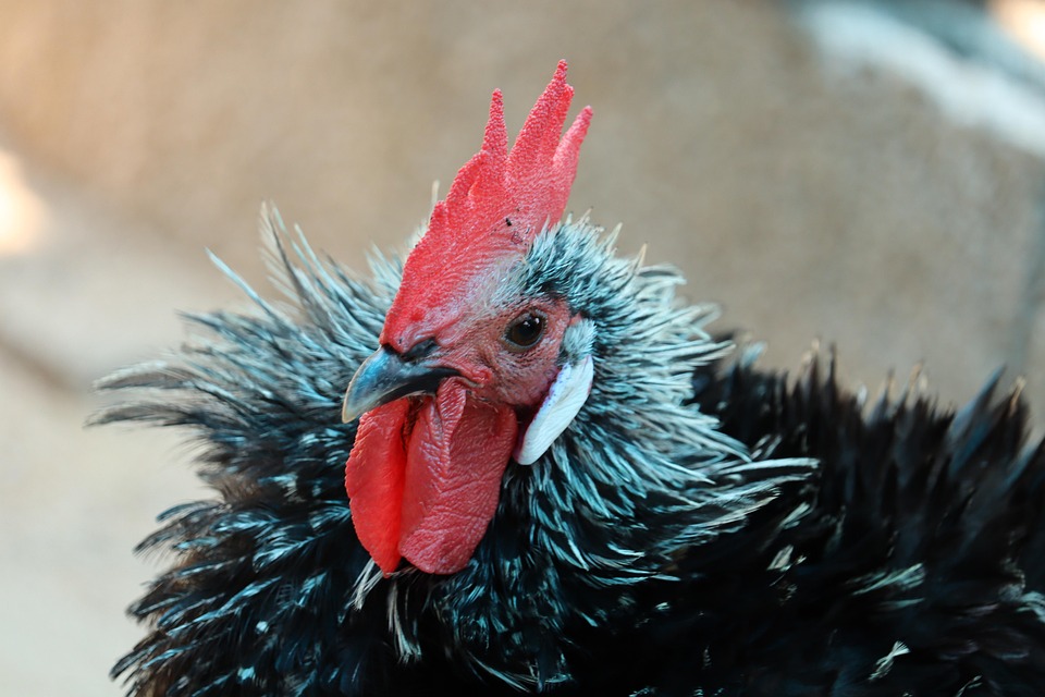 Hen Chicken Poultry - Free photo on Pixabay - Pixabay