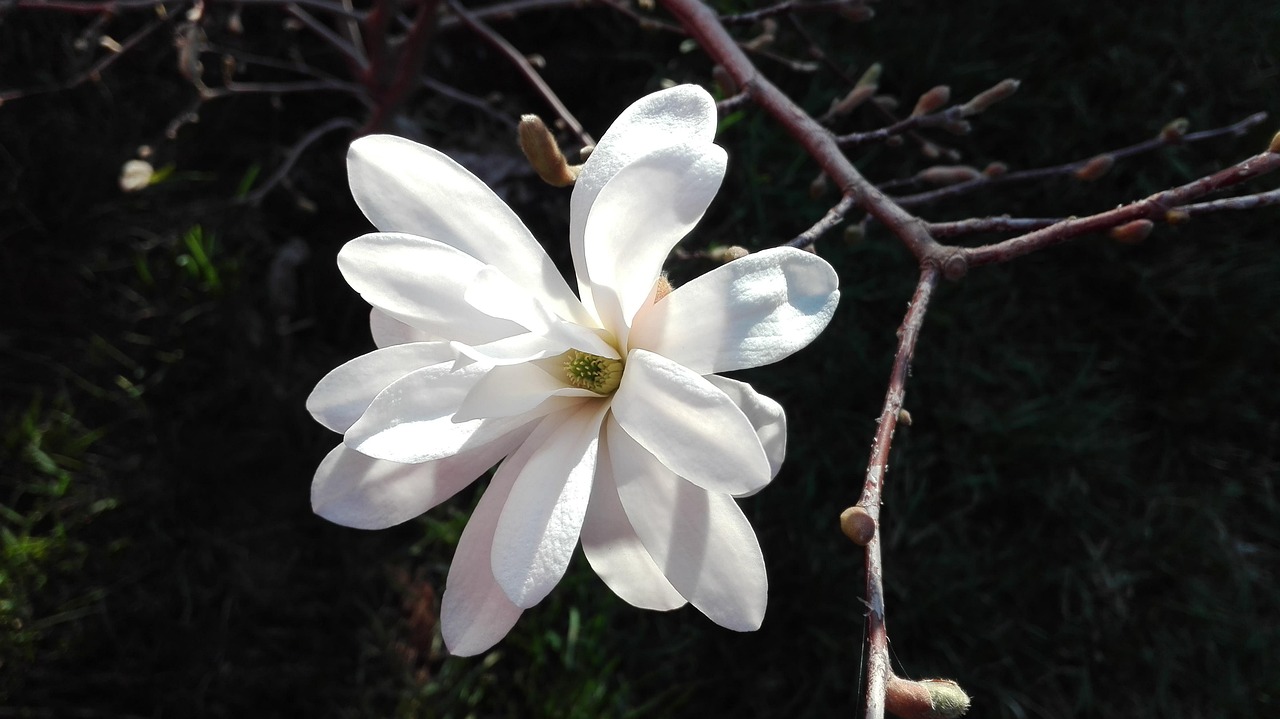 Flower Magnolia Nature The - Free photo on Pixabay - Pixabay