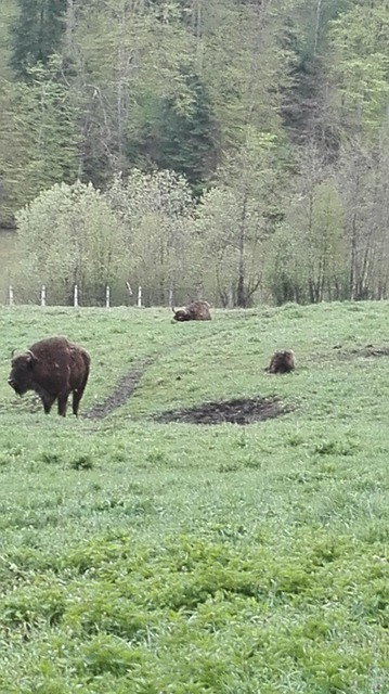 Bison Alam Animasi - Foto gratis di Pixabay - Pixabay
